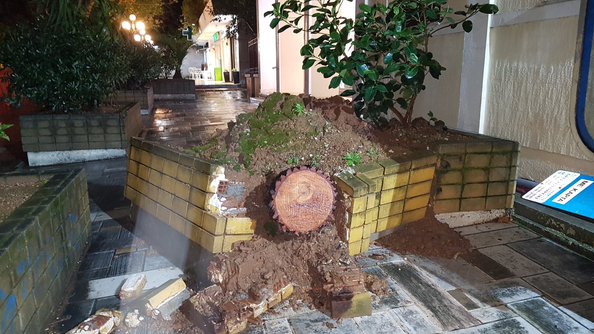 Το ιστορία ενός Δέντρου στην Κηφισιά - Polis 24